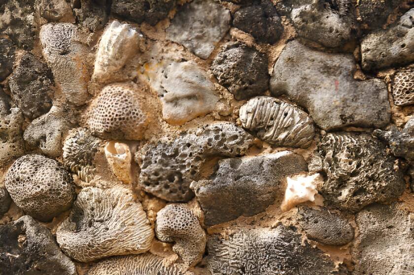 Dominican Coral Stone – ExportDom